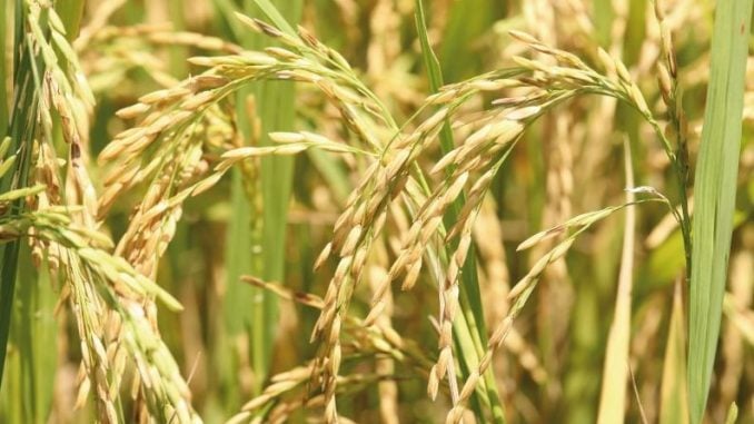 ‘Si no toman medidas, habrá escasez de arroz’: 150.000 hectáreas en ...